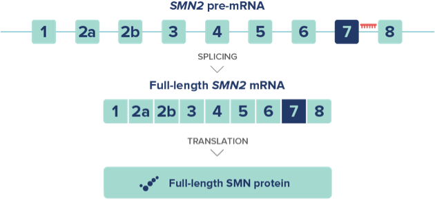 How SPINRAZA® (nusinersen) Works | HCP