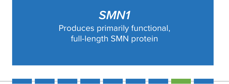 What is SMA? | SPINRAZA® (nusinersen) | HCP