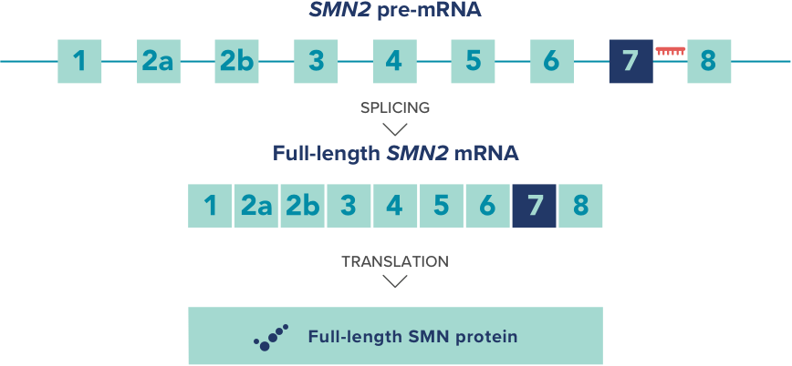 How SPINRAZA® (nusinersen) Works | HCP